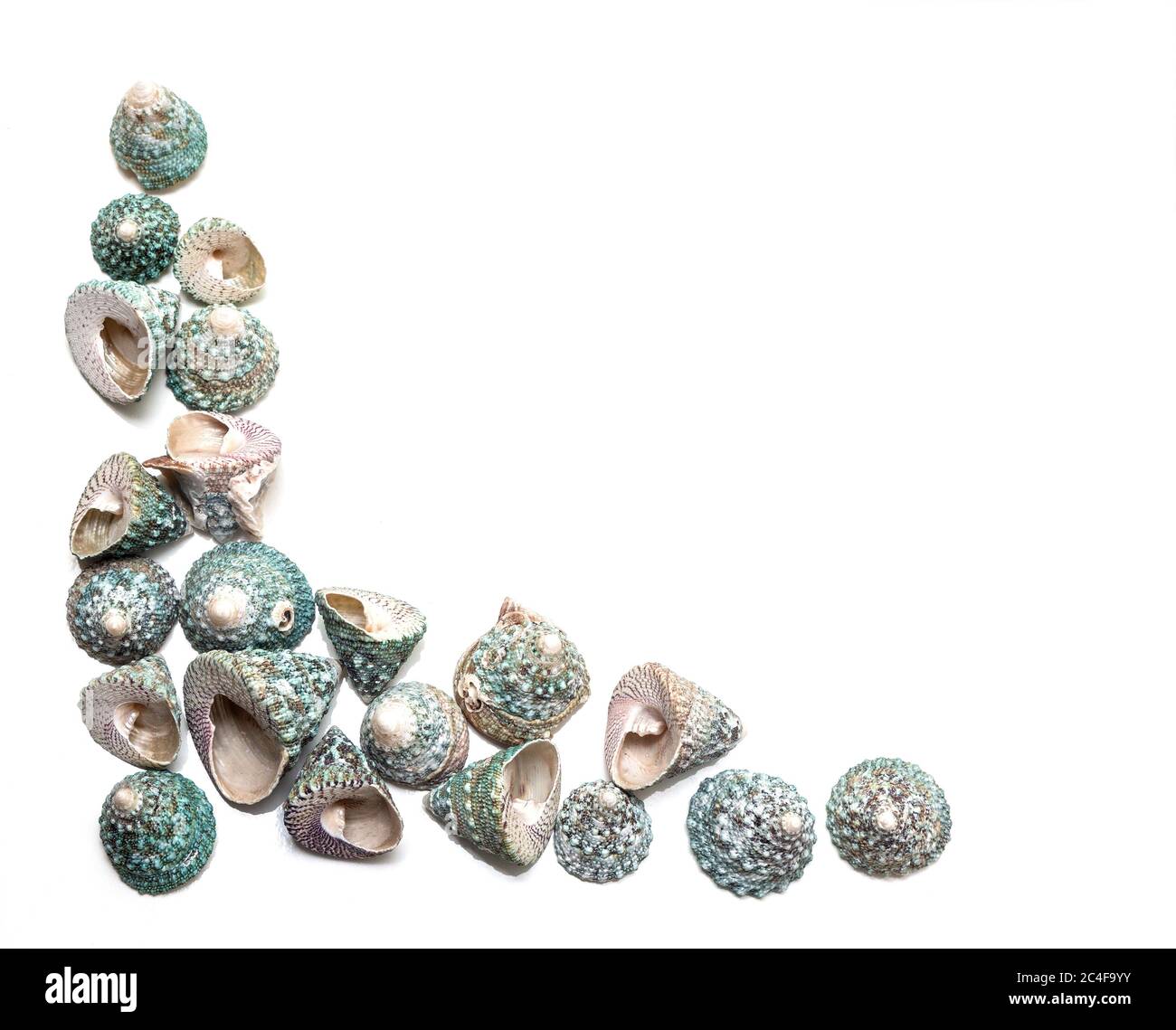 Half frame of beautiful seashells isolated on white background with ...