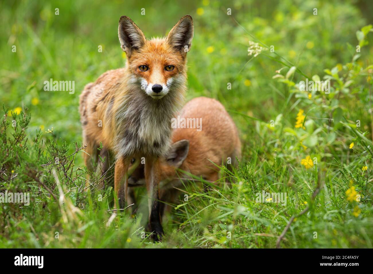 Alert red fox facing camera with her cub feeding in summer nature Stock ...
