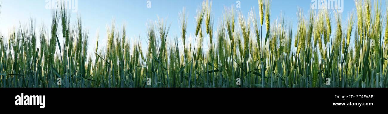 Barley grass hi-res stock photography and images - Alamy
