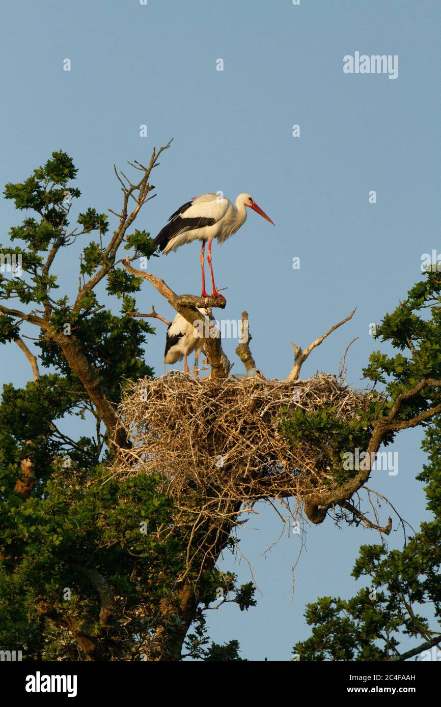Reintroduction of white storks isabella tree hi-res stock photography ...
