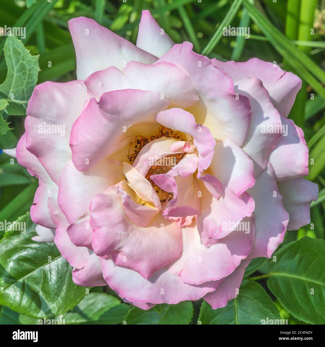 Beautiful hybrid rose in the botanical garden of Kiev, Ukraine Stock ...