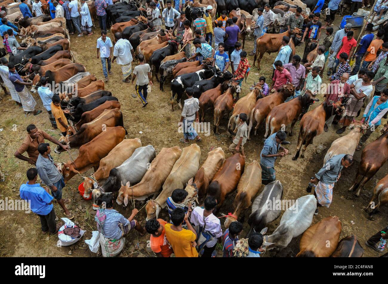 kazir bazar, the largest Eid Cattle bazar on the occasion of Muslims ...