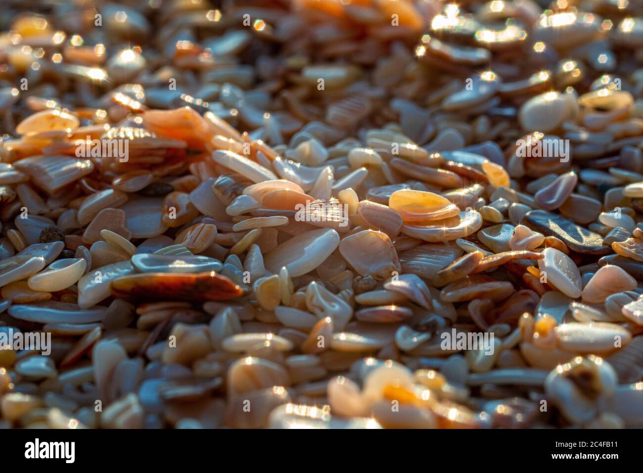 Shell on beach tide background hi-res stock photography and images - Alamy