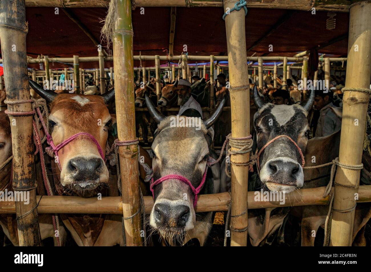 Cows at kazir bazar, the largest Eid Cattle bazar, on the occasion of ...