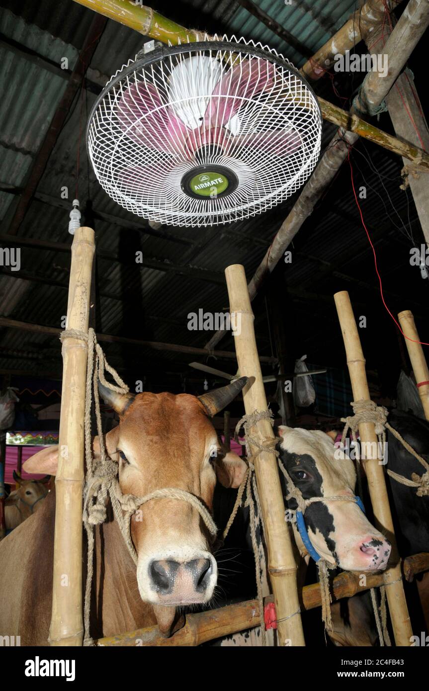 A fan for cows at kazir bazar, the largest Eid Cattle bazar, on the ...