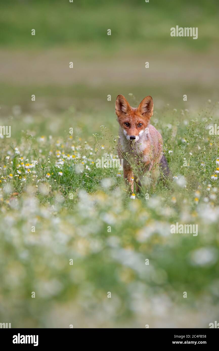 Red fox majestic animal hi-res stock photography and images - Alamy