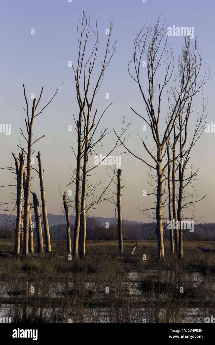 Shot of the dry trees in the swamp and the beautiful blue sky in autumn ...