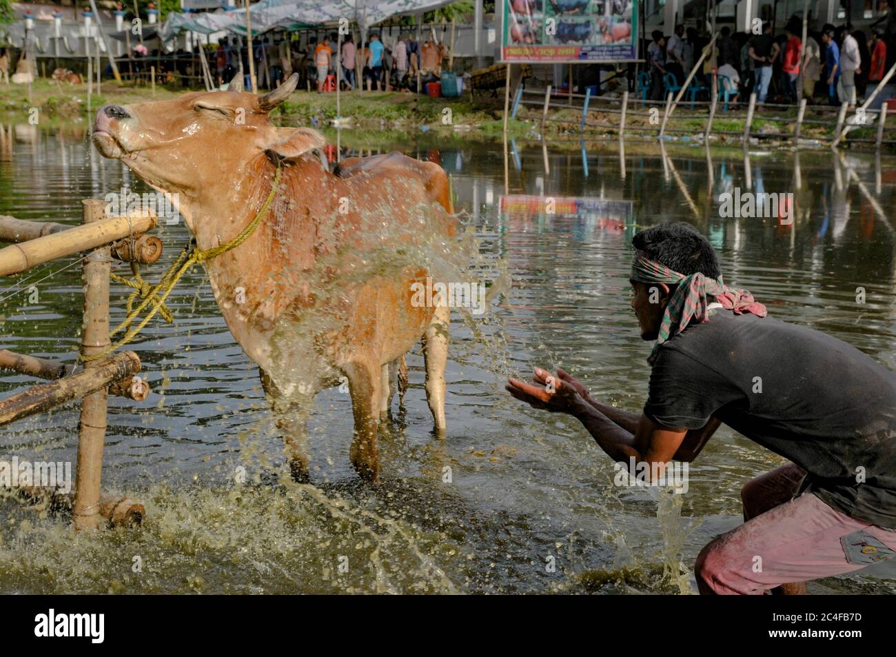 Bathing cows hi-res stock photography and images - Alamy