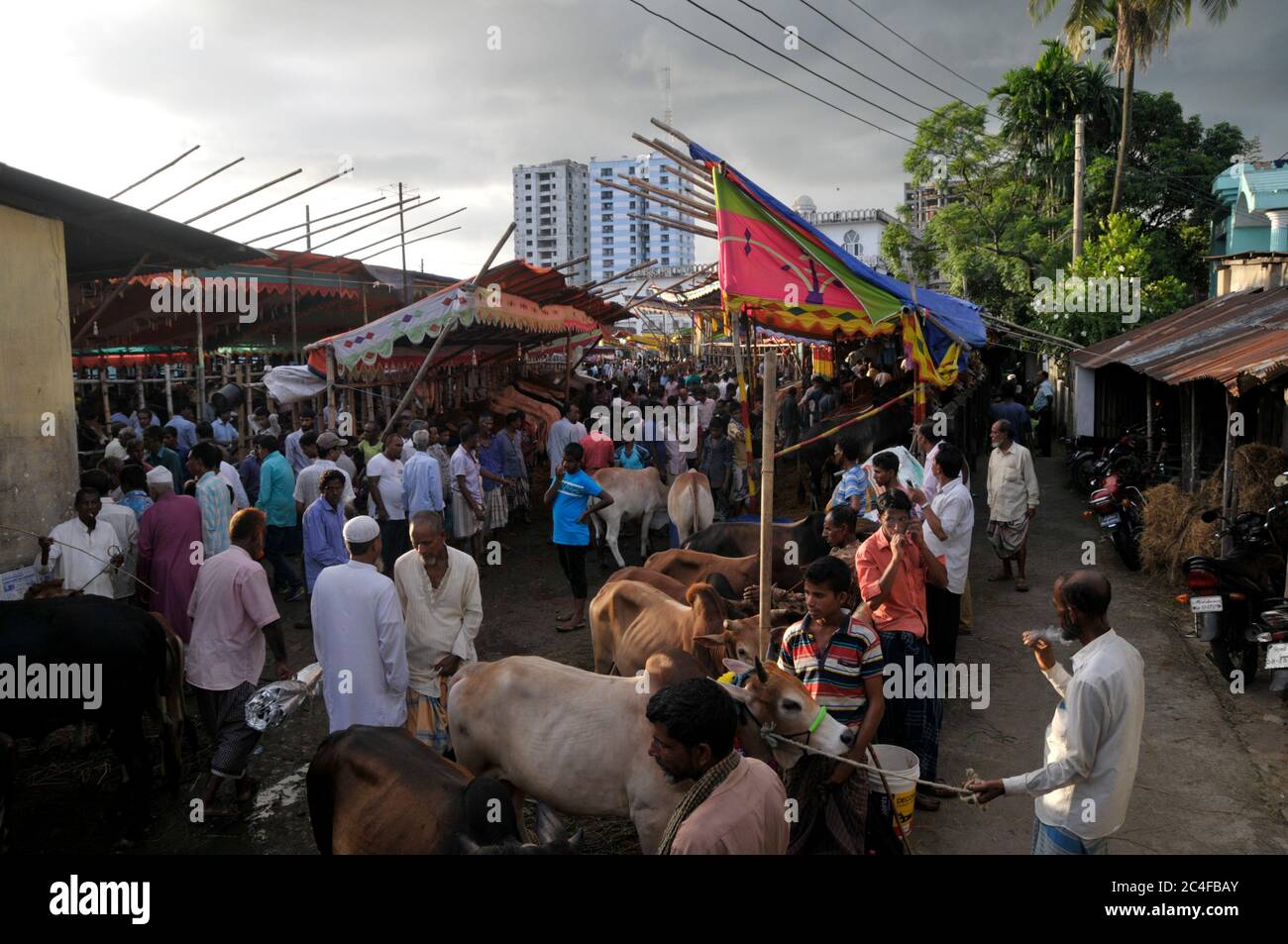 kazir bazar, the largest Eid Cattle bazar on the occasion of Muslims ...