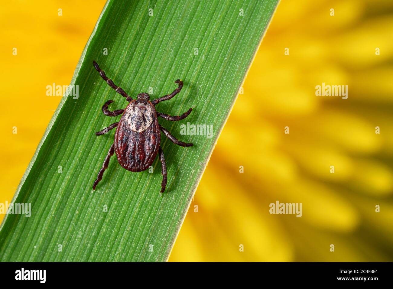 Macro photo of a tick on a green grass on orange dandelon background ...