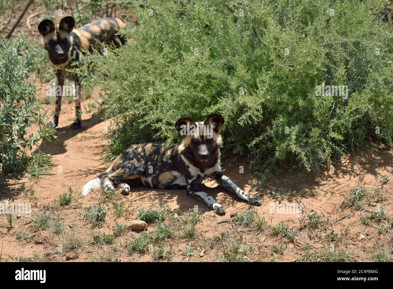 Two African Wild Dogs in bush, Namibia Stock Photo - Alamy