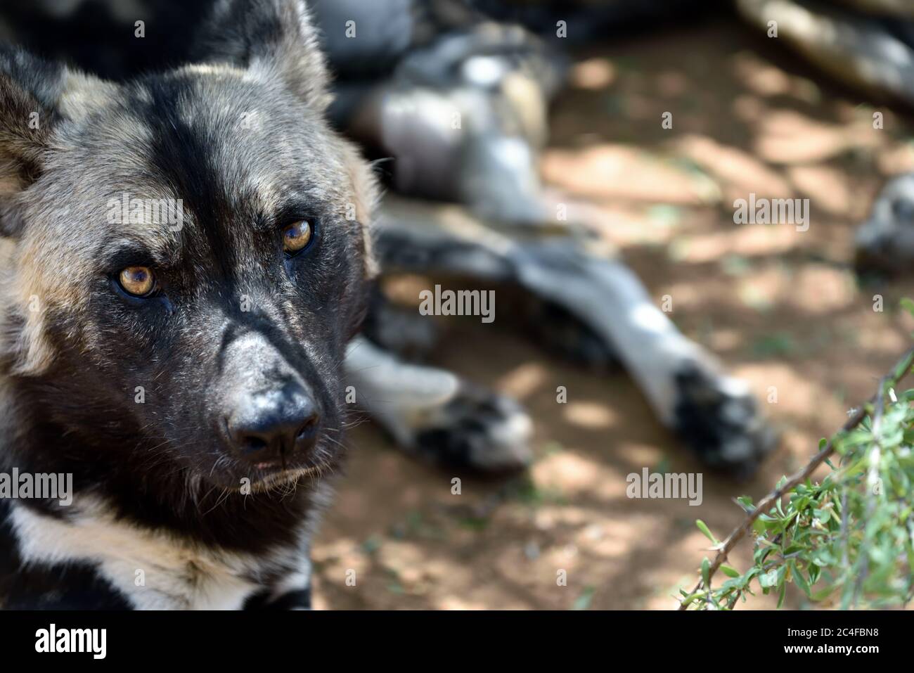 The African Wild Dog portrait in Namibia Stock Photo - Alamy