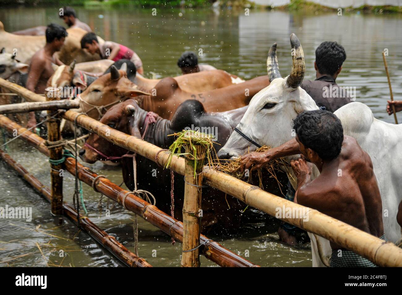 Vendors bathing cows at the kazir bazar, the largest Eid Cattle bazar ...