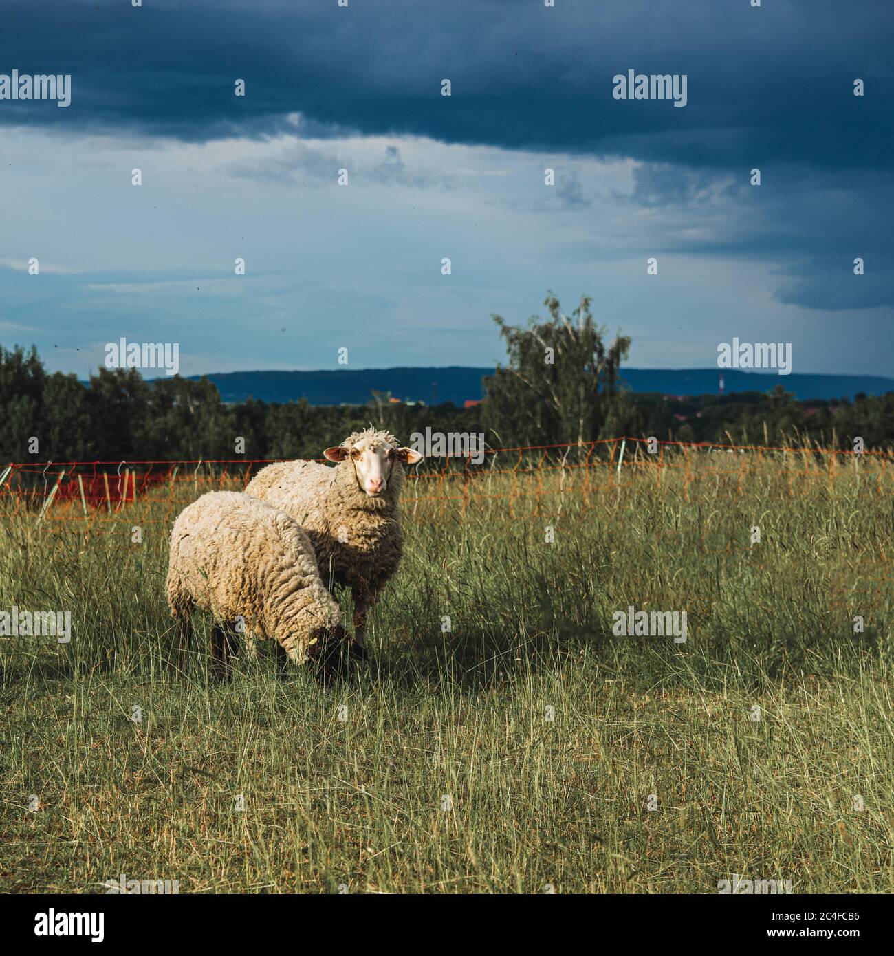 Sheep in field with dry grass hi-res stock photography and images - Alamy