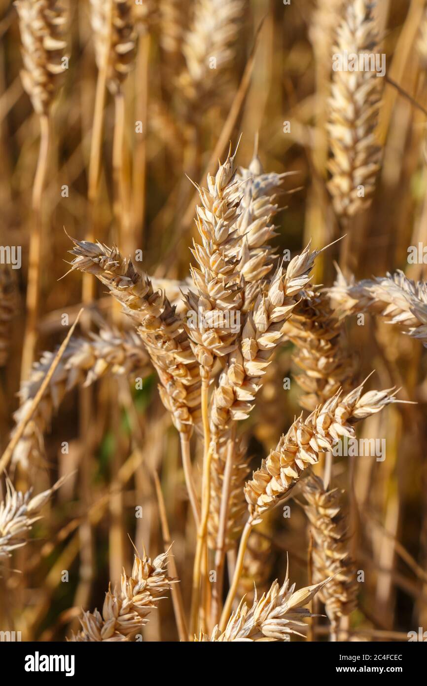 Field of barley ready for harvest in Brittany Stock Photo - Alamy