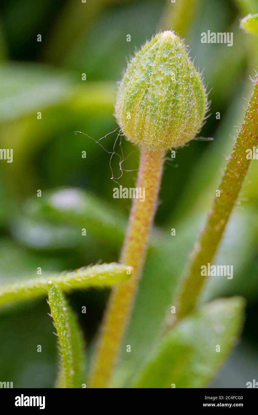 Vertical macro shot of a flower cocoon in a greenery Stock Photo - Alamy