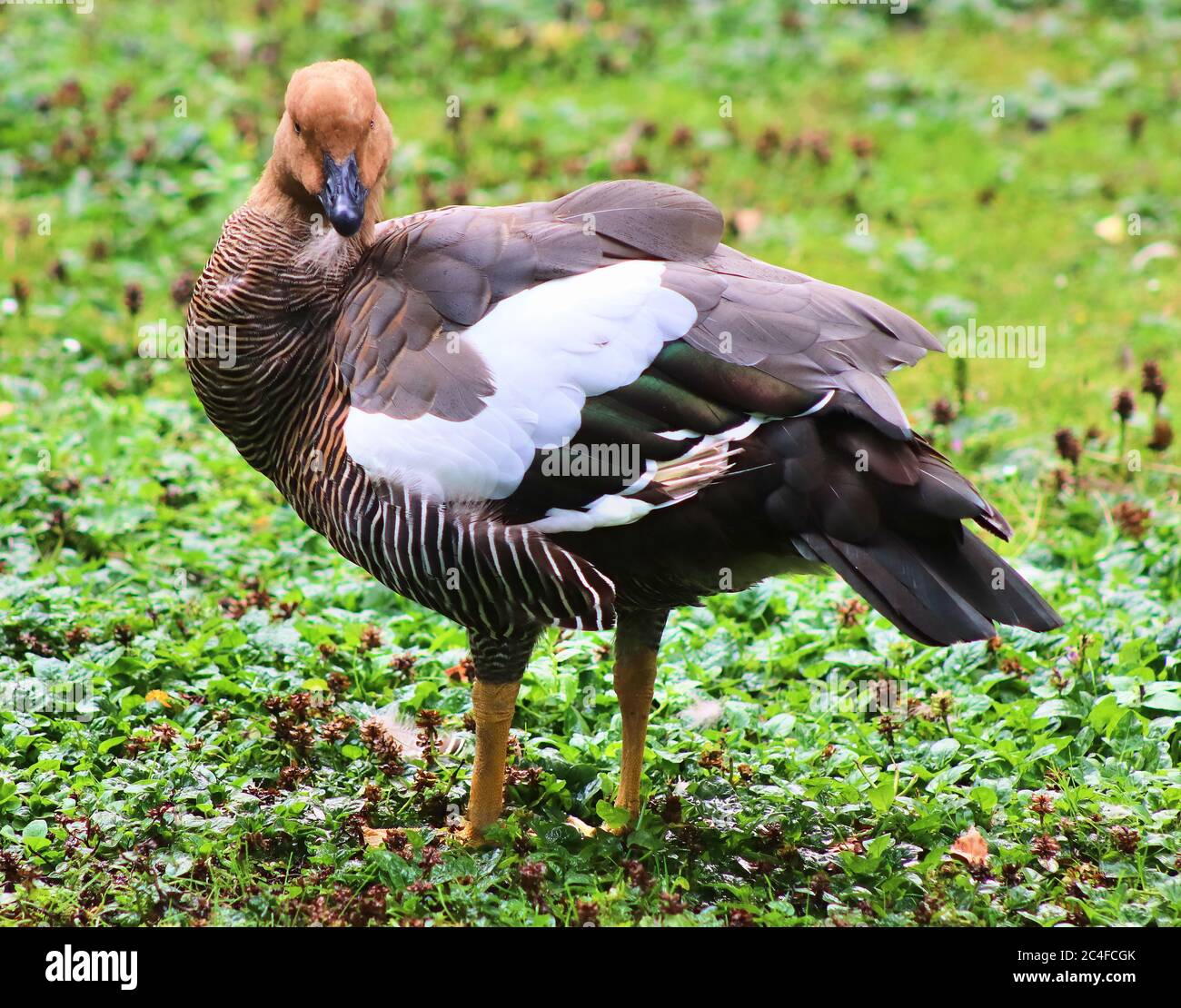 Beautiful ducks running around in a rural environment Stock Photo - Alamy
