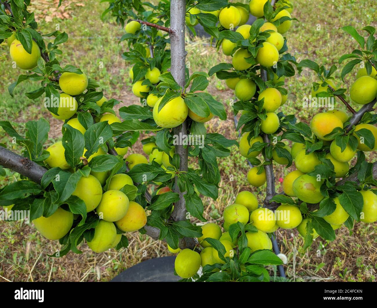 Fruits ripen hi-res stock photography and images - Alamy