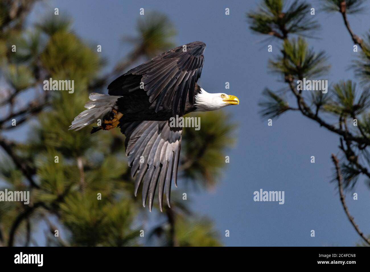 Hunting with eagle hi-res stock photography and images - Alamy