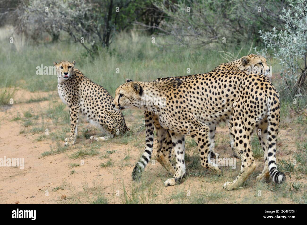 Cheetahs eyes hi-res stock photography and images - Alamy