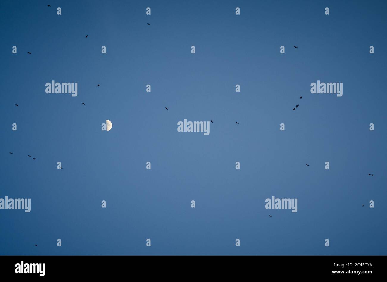 Night sky with moon and flock of birds Stock Photo - Alamy