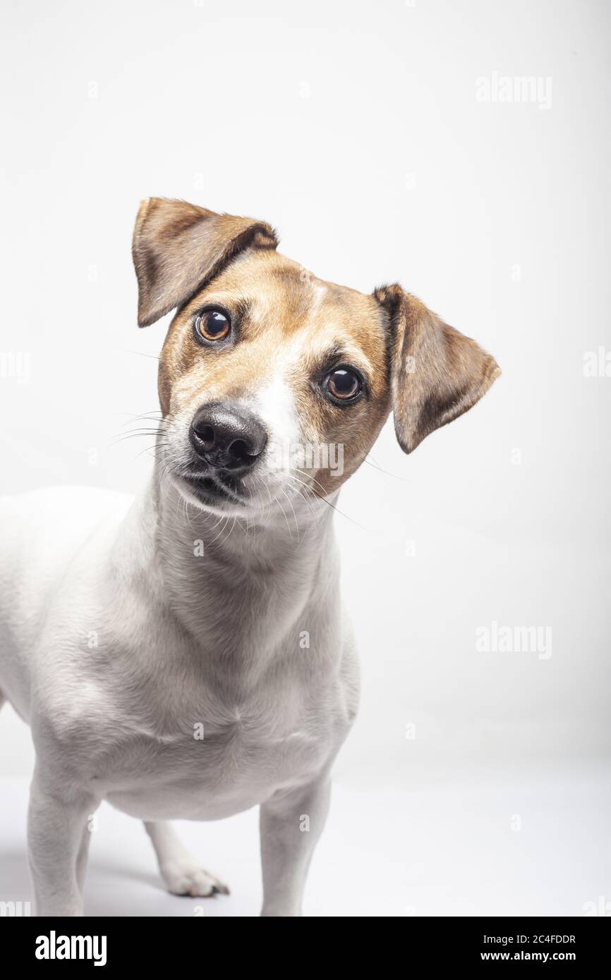 Vertical shot of a curious Jack Russell Terrier Isolated on a white ...