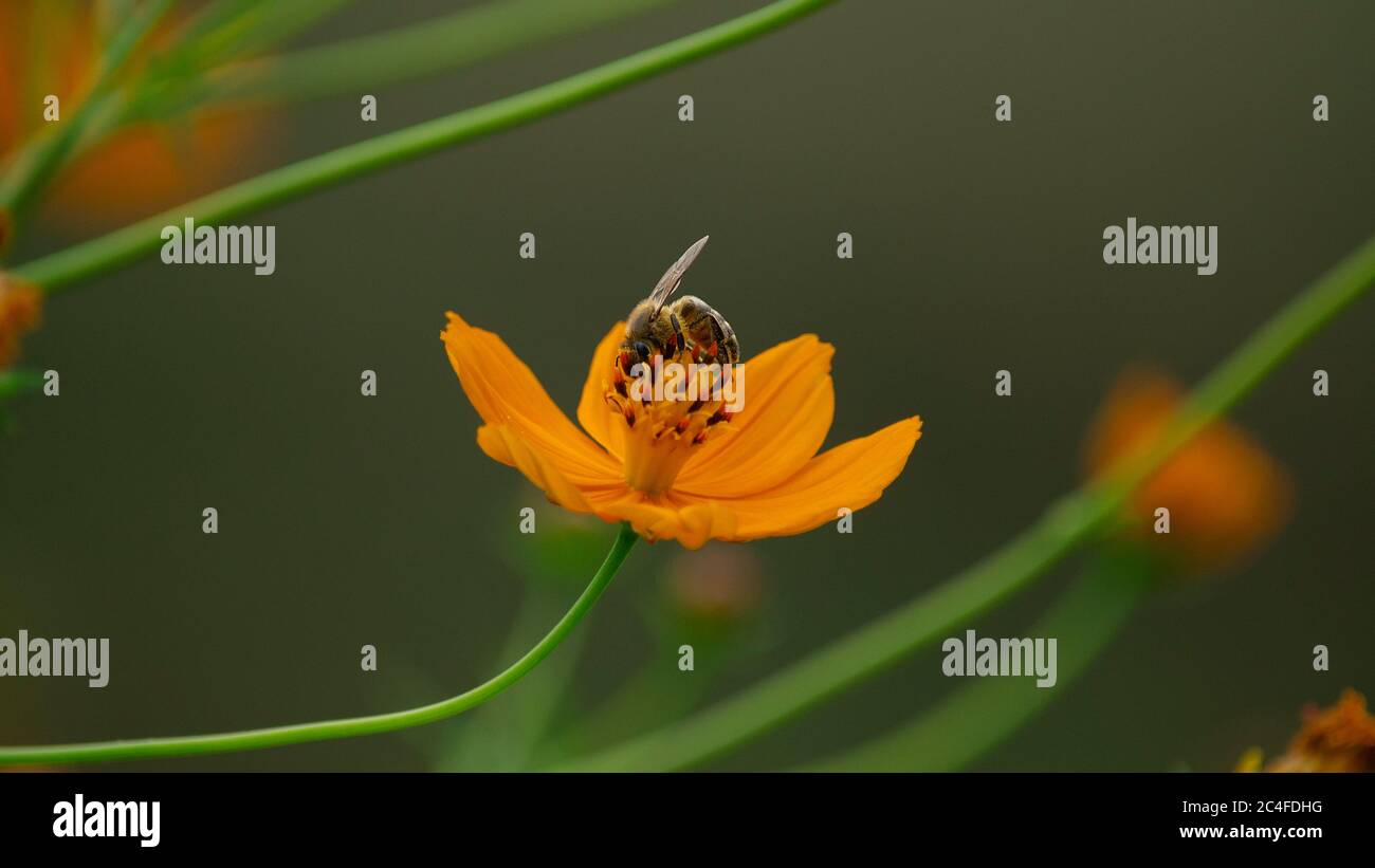 A beatiful bee working, this photo was taken on a wonderful spring day ...