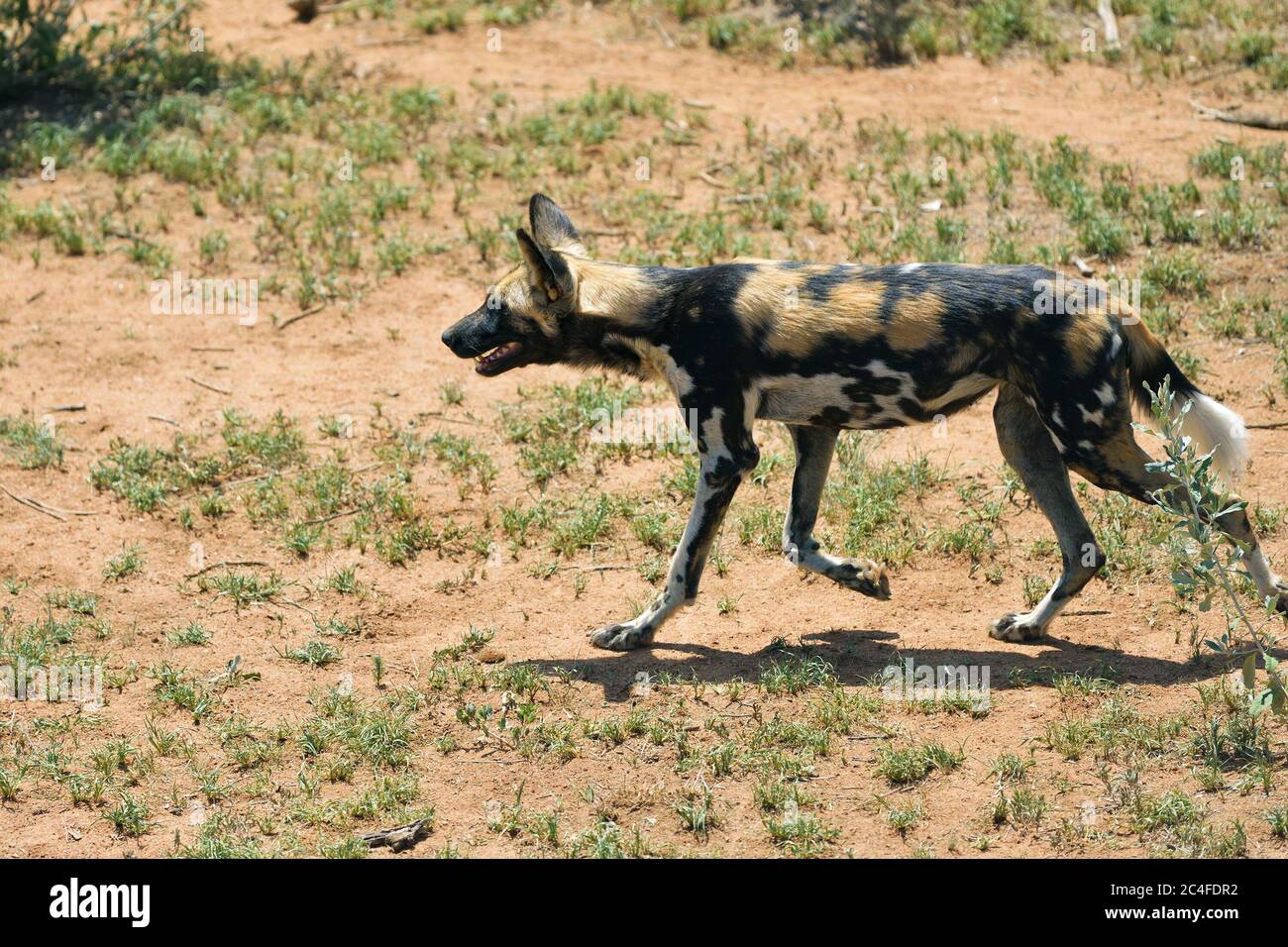 African Wild Dog Lycaon Pictus In Namibia High Resolution Stock ...