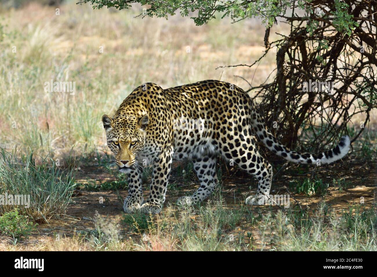 Wild leopard in aggressive pose under bush ready for attack. African ...