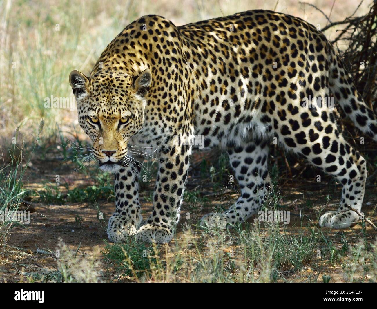 Wild leopard in aggressive pose under bush ready for attack. African ...