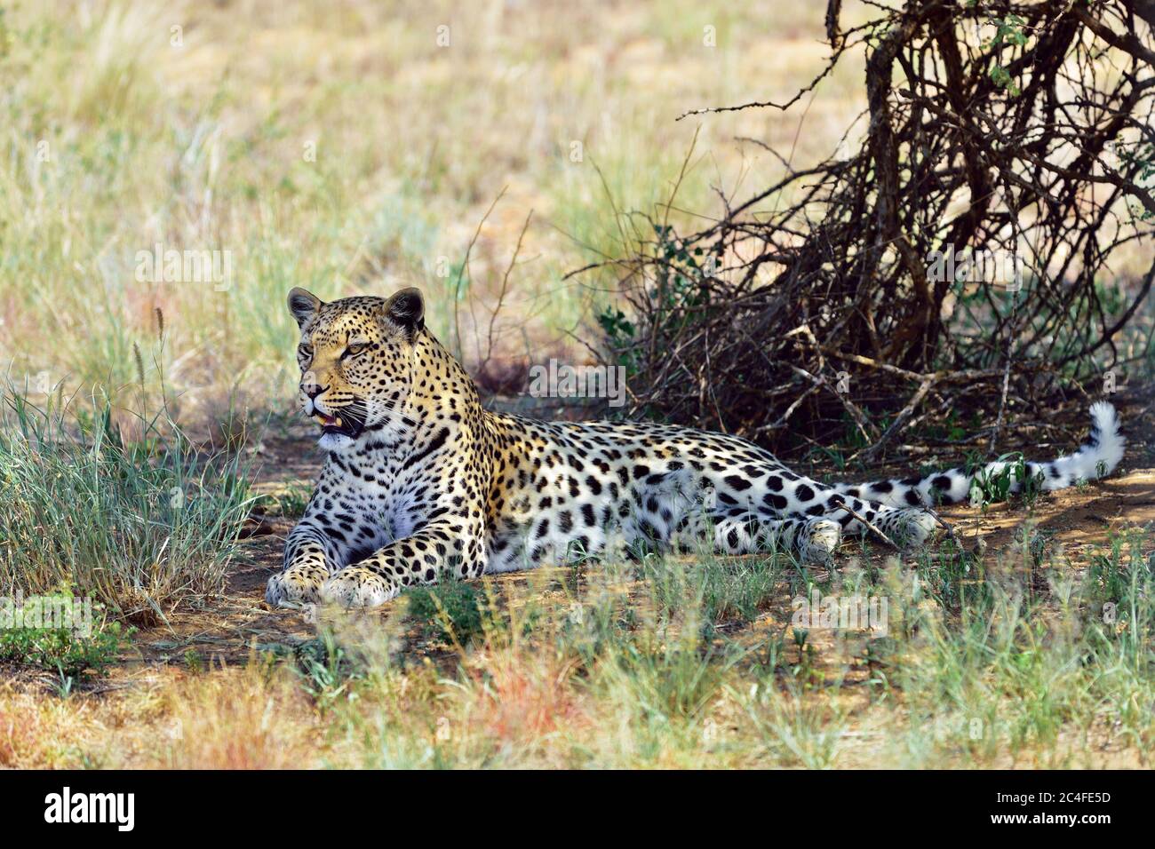 Leopard resting sunset hi-res stock photography and images - Alamy