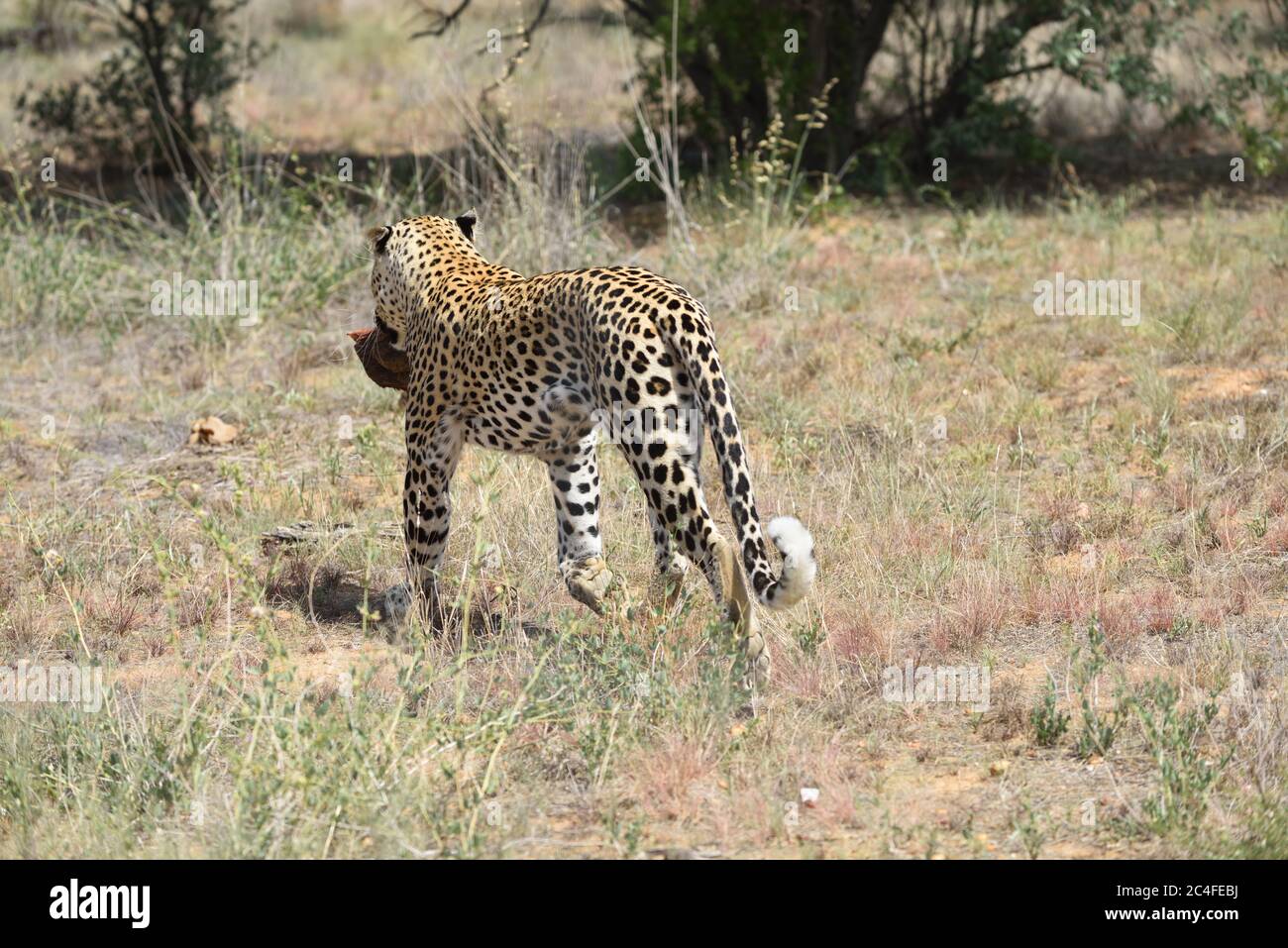 Leopard running hi-res stock photography and images - Alamy