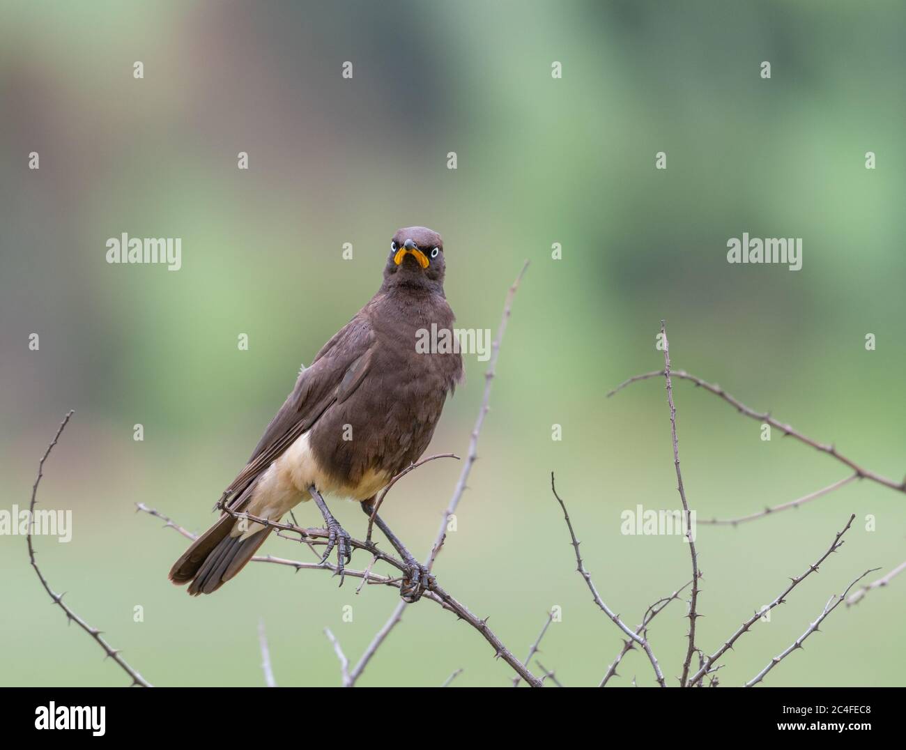 Closeup shot of a beautiful blackbird on blurred background Stock Photo ...
