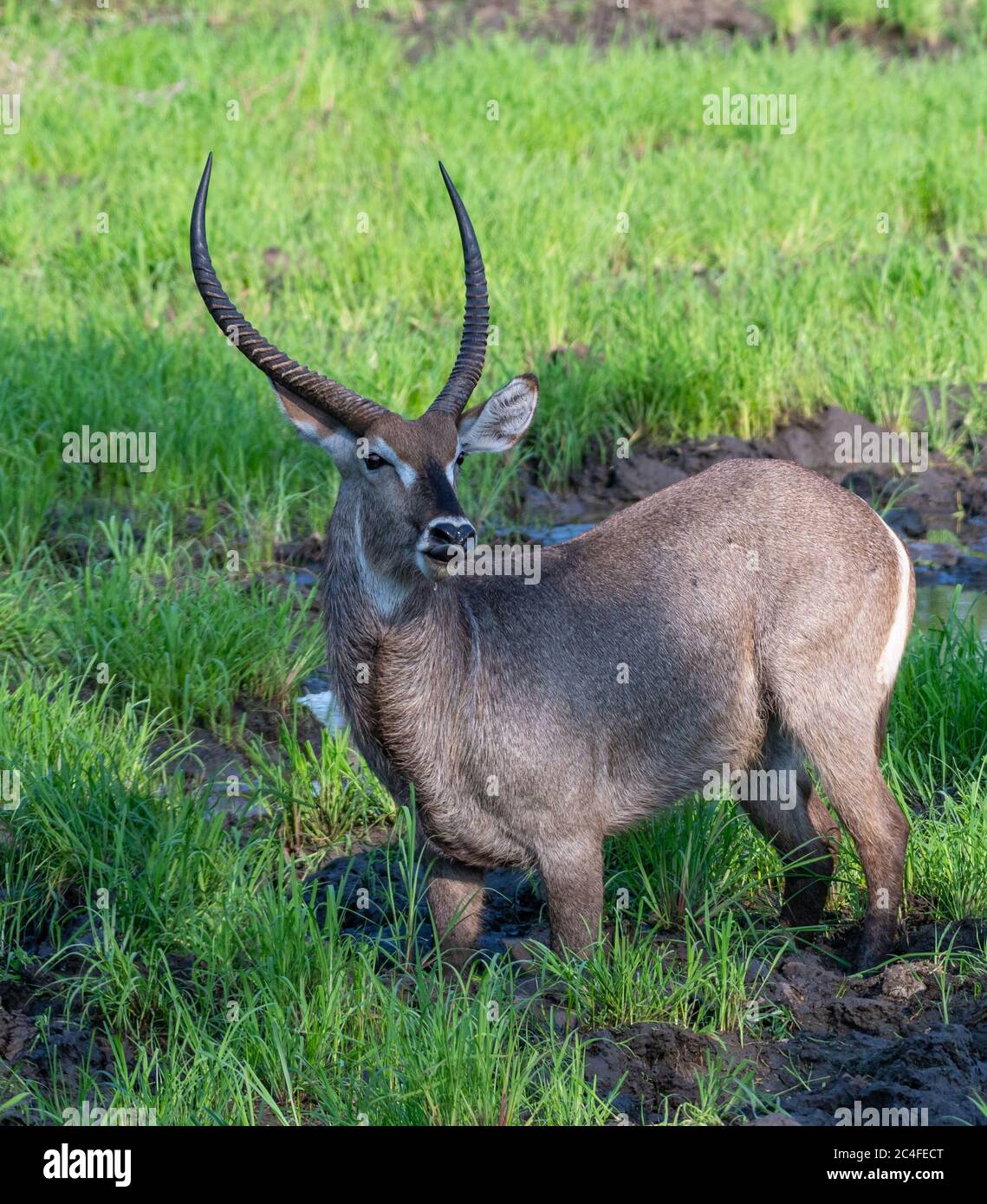 White waterbuck antelope standing hi-res stock photography and images ...