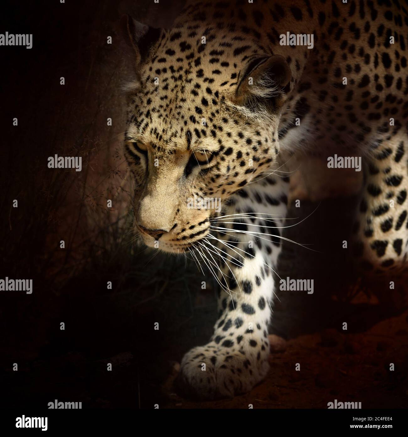 Wild leopard in aggressive pose sneaks. African Savanna, Namibia ...