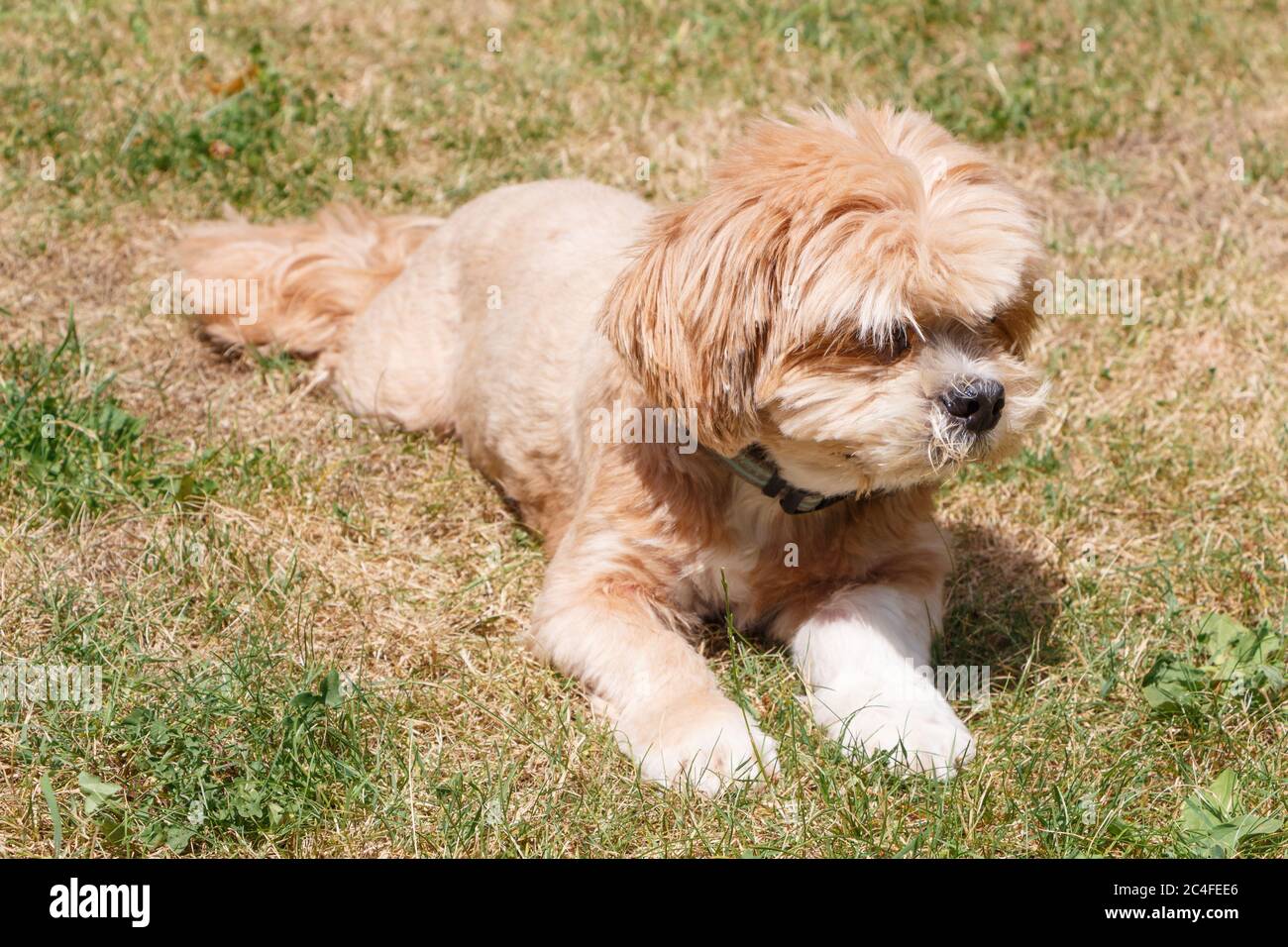 Red Lhasa Apso dog lying in the grass of a garden Stock Photo - Alamy