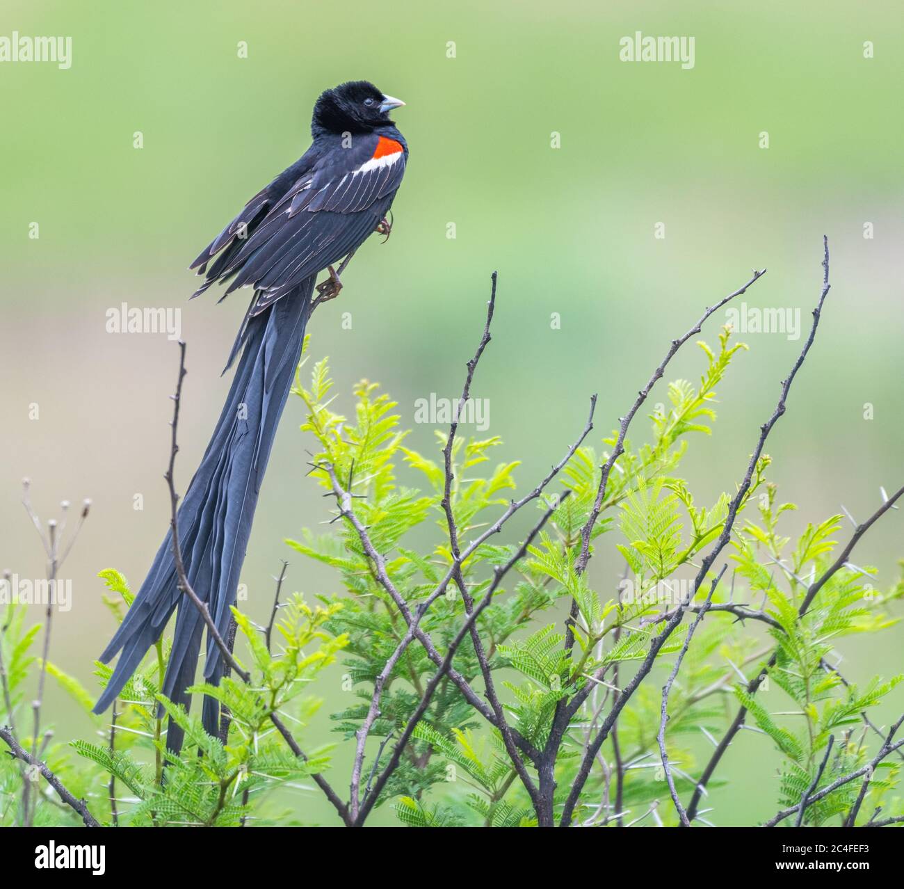 Red winged blackbird, night hi-res stock photography and images - Alamy