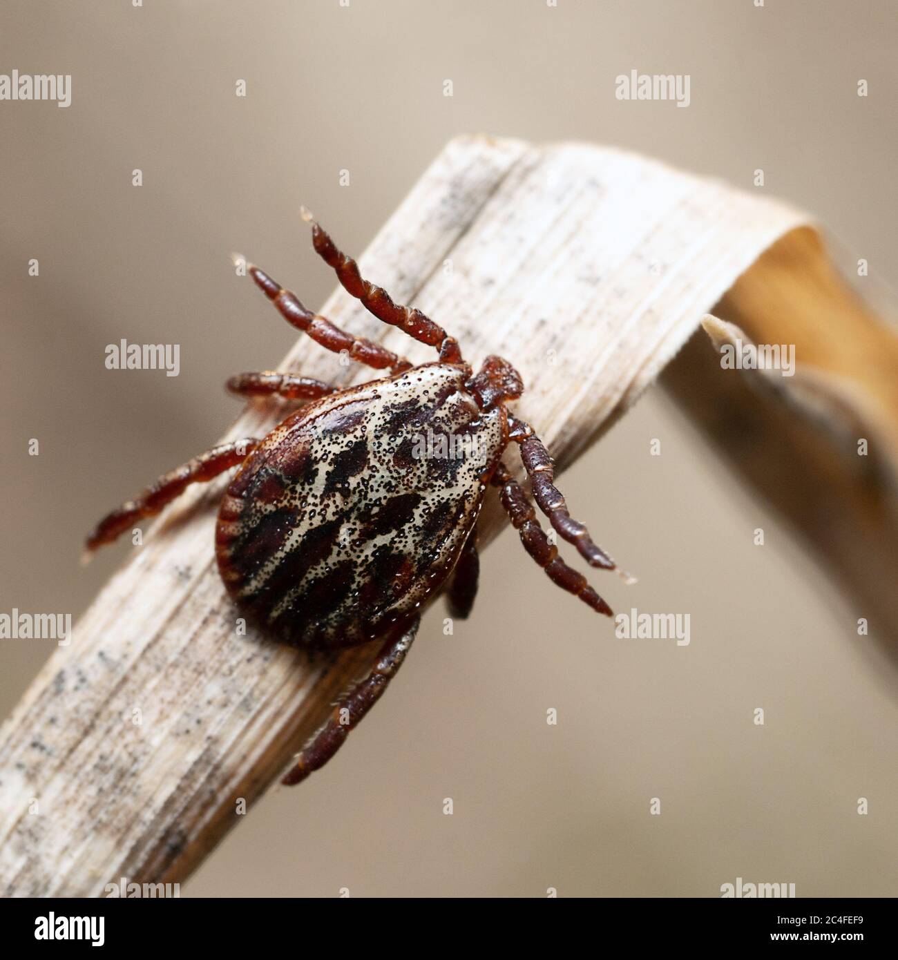 Macro photo of a male mite on the dry grass in spring. Parasite ...