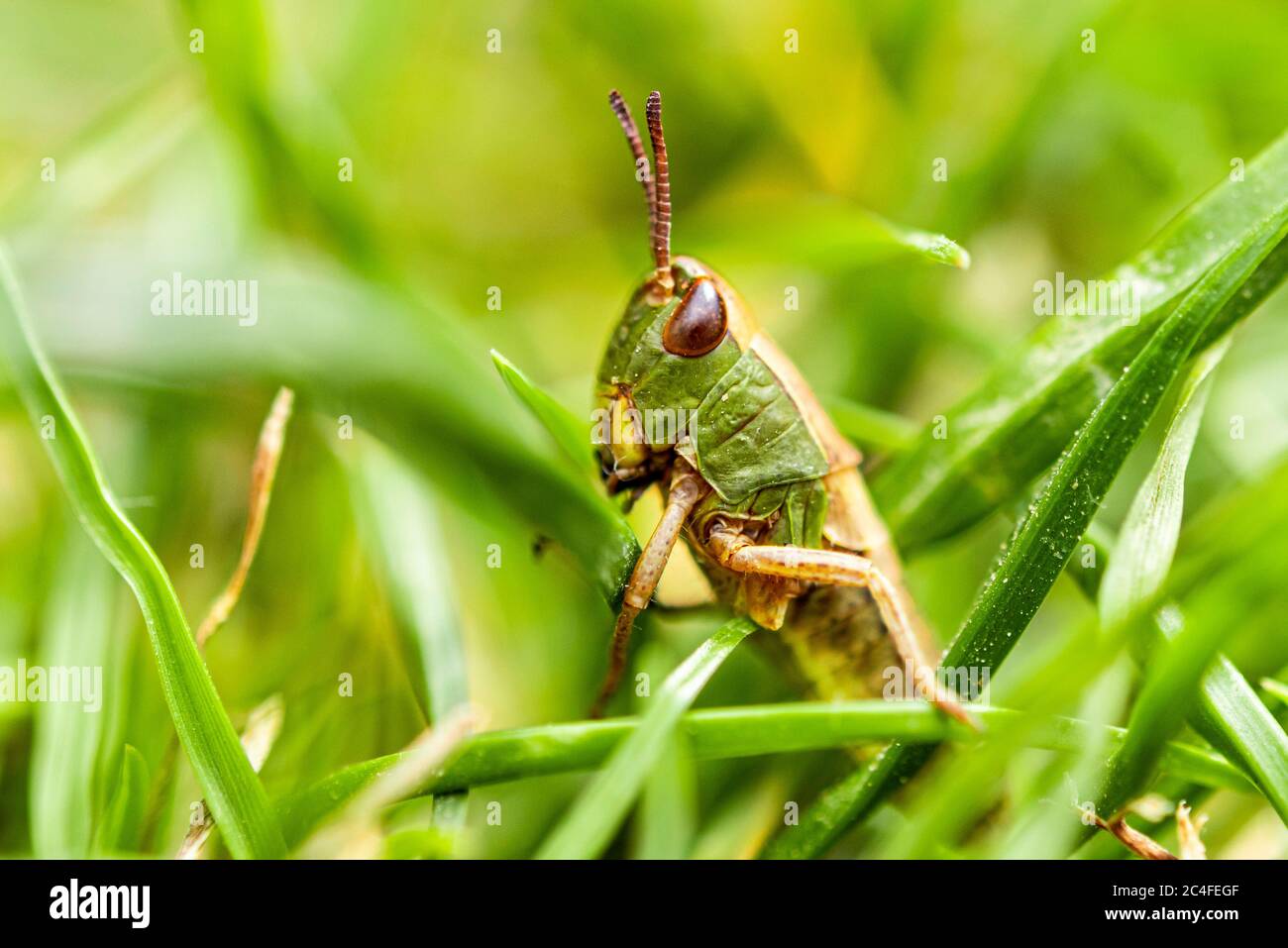 Grasshopper mouth hi-res stock photography and images - Alamy