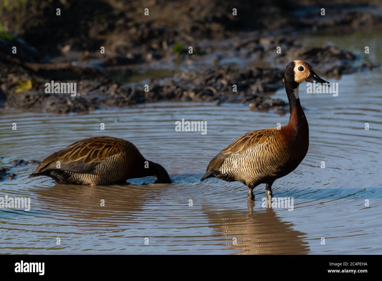 Brown mallards group in a dirty pond under the sunlight Stock Photo - Alamy