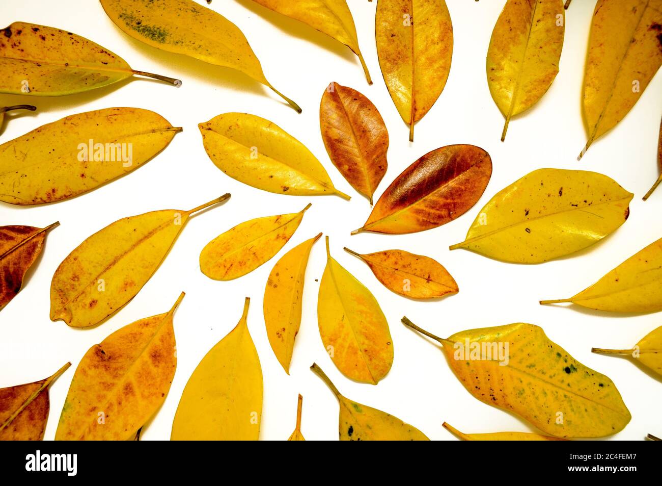 Yellow magnolia hi-res stock photography and images - Alamy