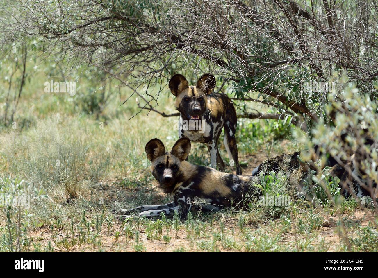 Two African Wild Dog in bush, Namibia Stock Photo - Alamy