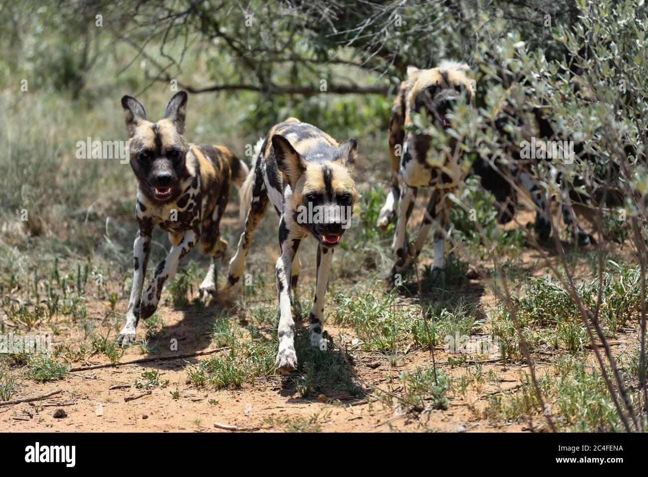 African wild dogs hunting hi-res stock photography and images - Alamy
