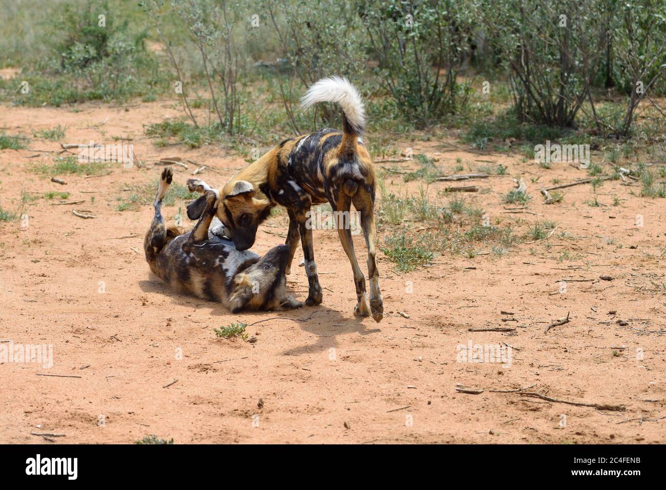 Two African Wild Dogs playing in the bushveld, Namibia, Africa Stock ...