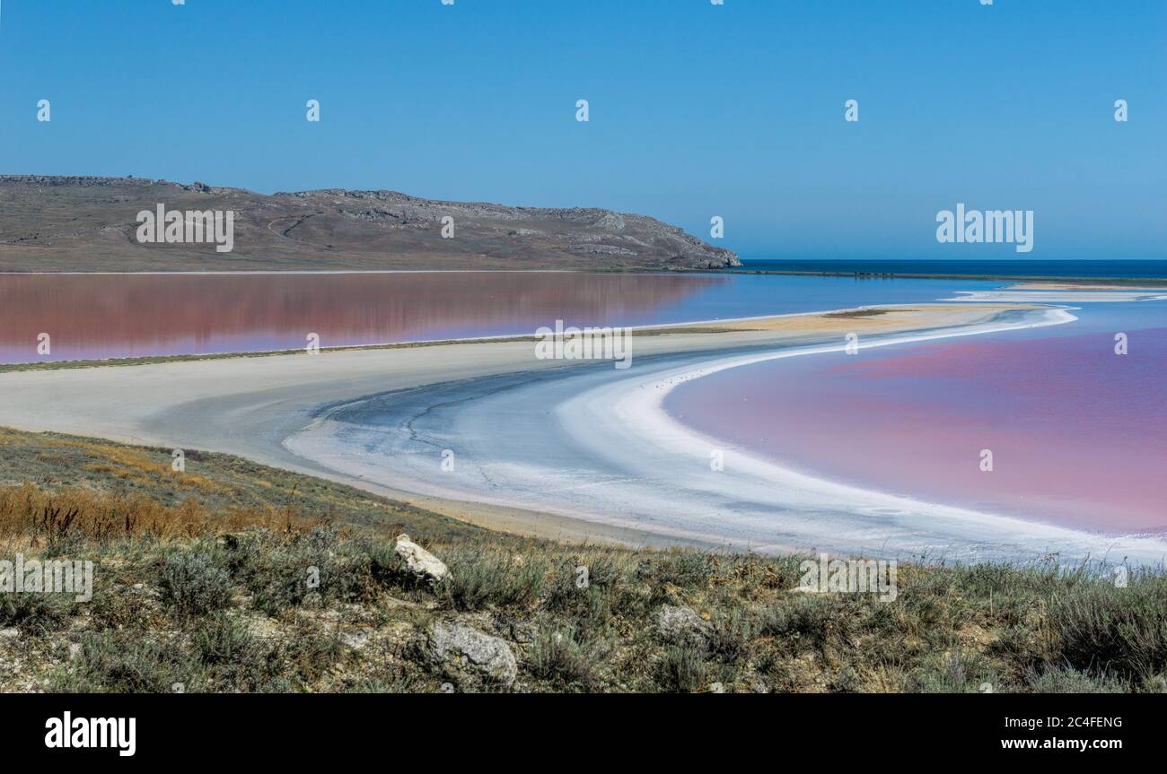 Brine and salt of a pink lake Koyash colored by microalgae Dunaliella ...