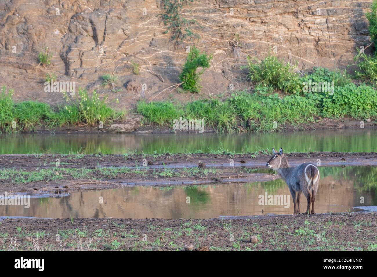 Grey goat standing near a dirty pond Stock Photo - Alamy