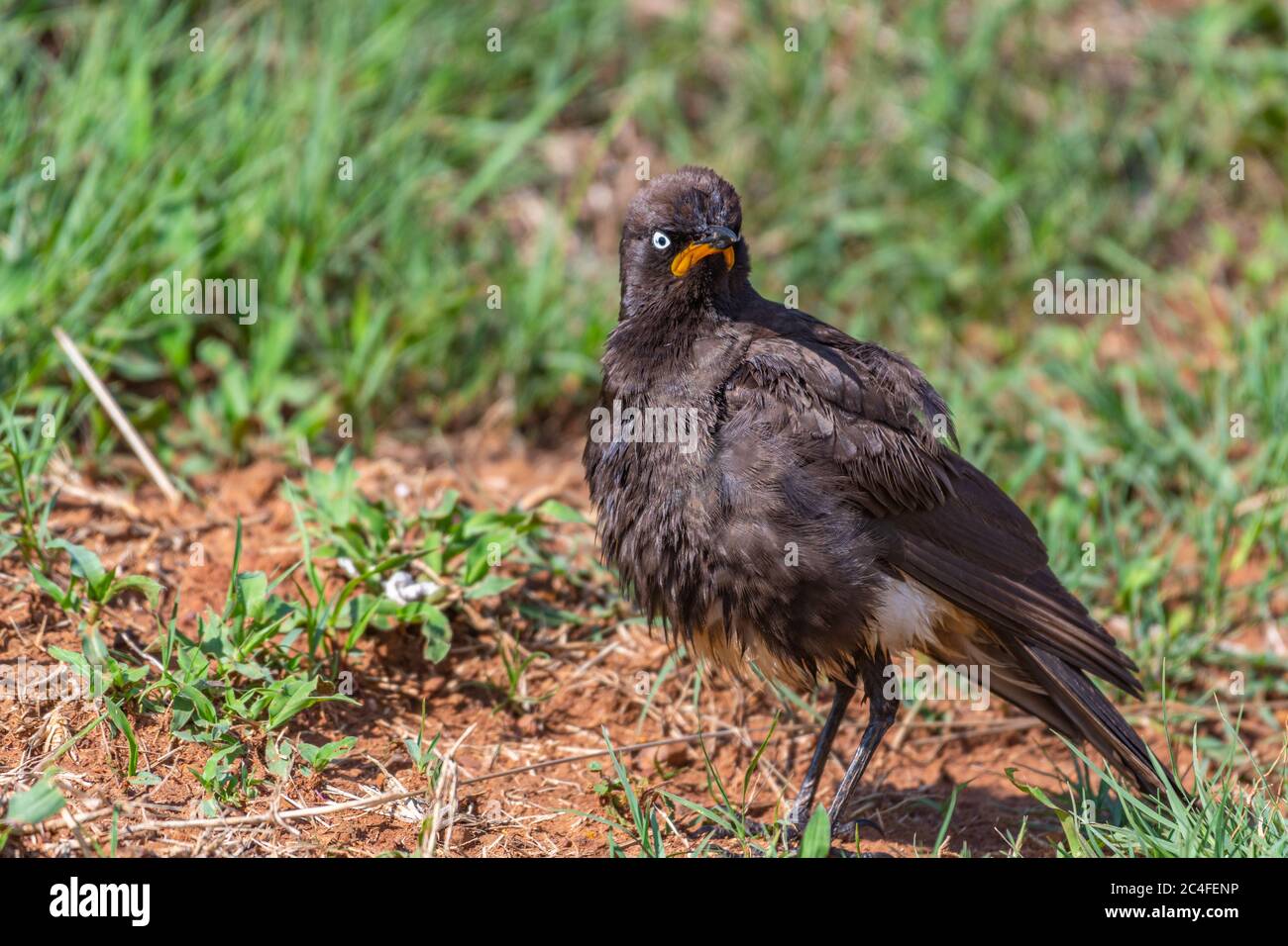 Closeup shot of a beautiful blackbird on blurred background Stock Photo ...