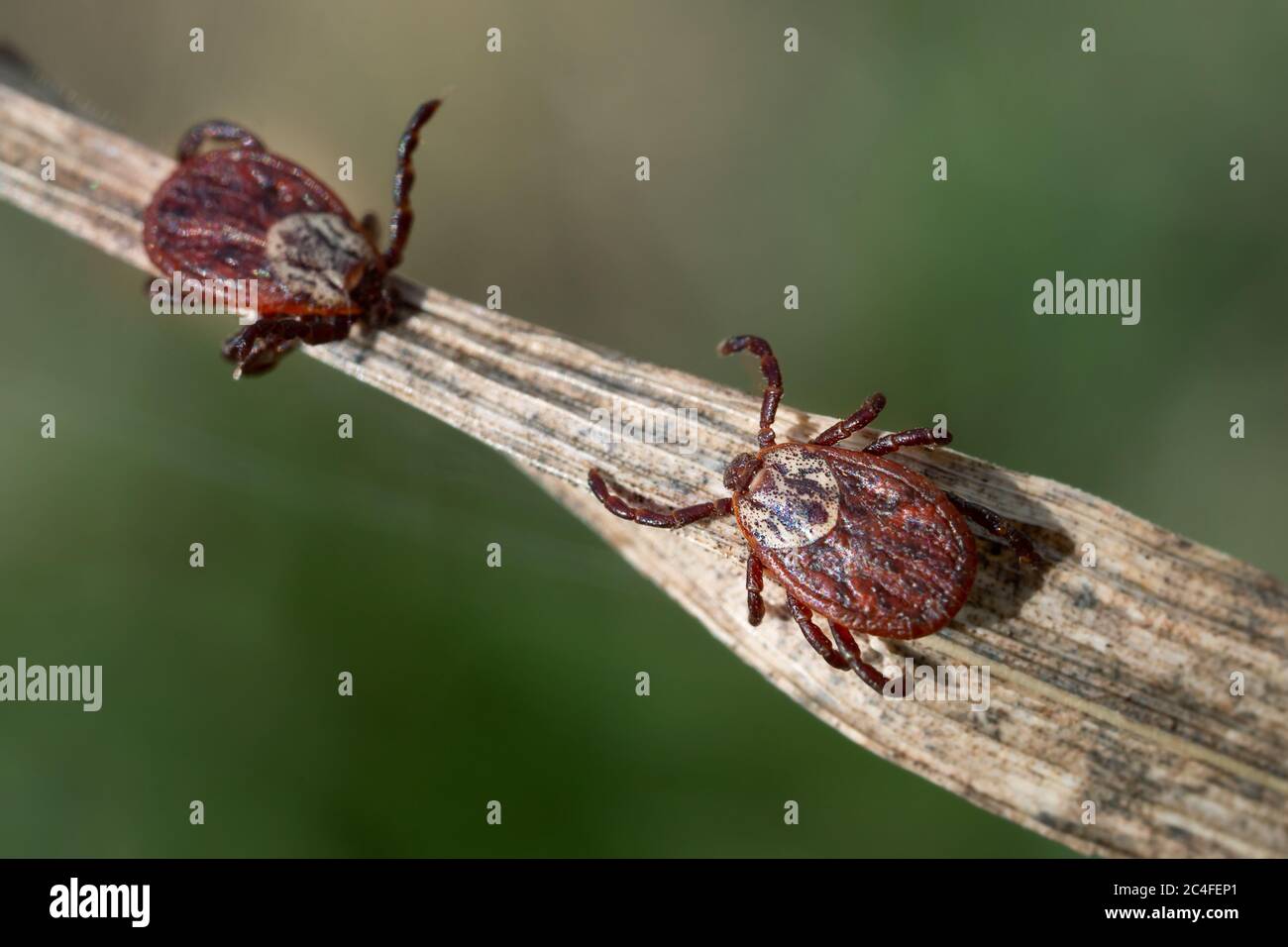 Mites siton the dry grass outdoors in spring. Macro photo of parasites ...