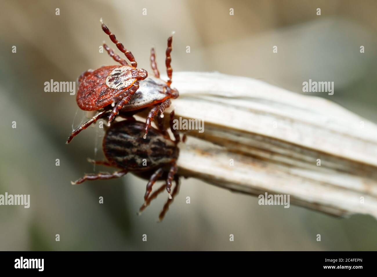Mites siton the dry grass outdoors in spring. Macro photo of parasites ...