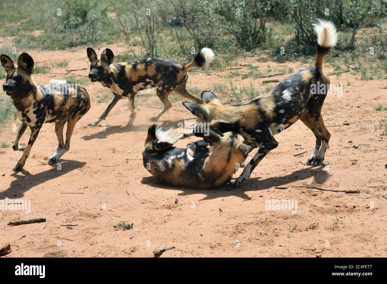 Group of the African Wild Dogs playing in bush, Namibia Stock Photo - Alamy